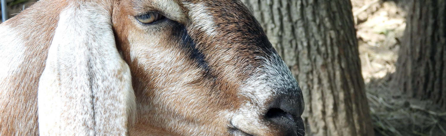 The Animals - Smith & Agli's Potbelly Manor