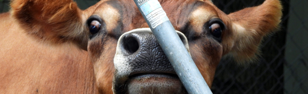 The Animals - Smith & Agli's Potbelly Manor